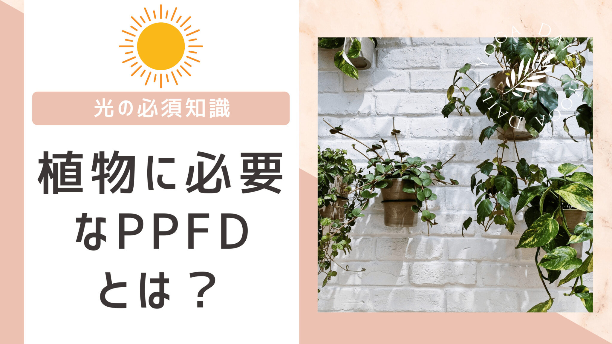 【3分で分かる光の知識】植物に必要なPPFDとは？ビカクシダ・アガベ育成中の方必須です！ - あきボタブログ